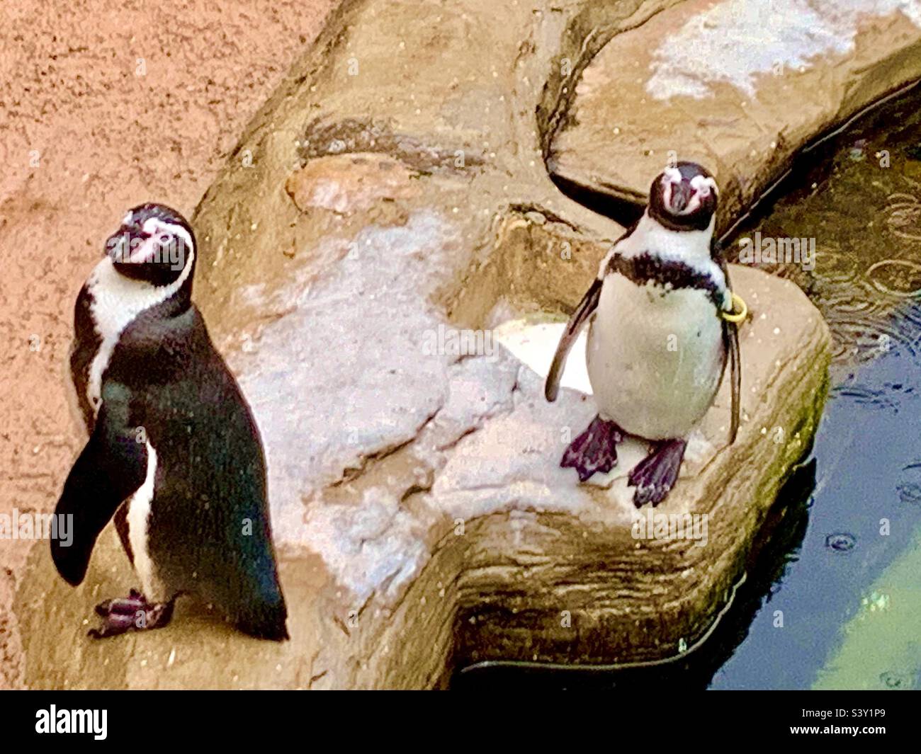 Penguins looking at camera hi-res stock photography and images - Alamy