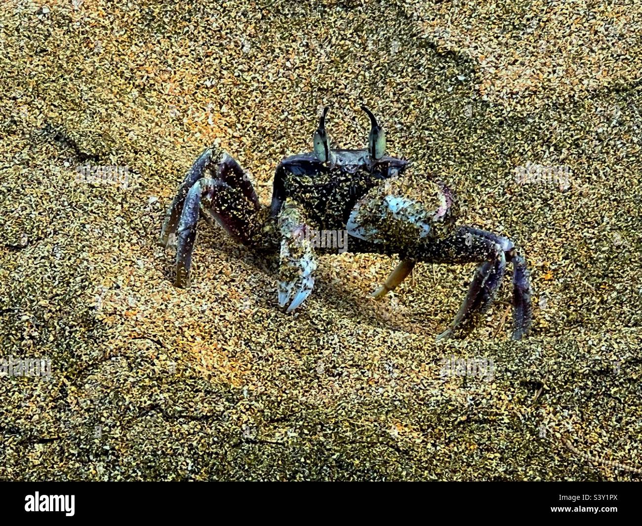 Mr crab hi-res stock photography and images - Alamy