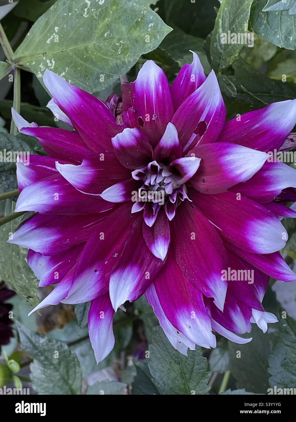 Real beauty hi-res stock photography and images - Alamy