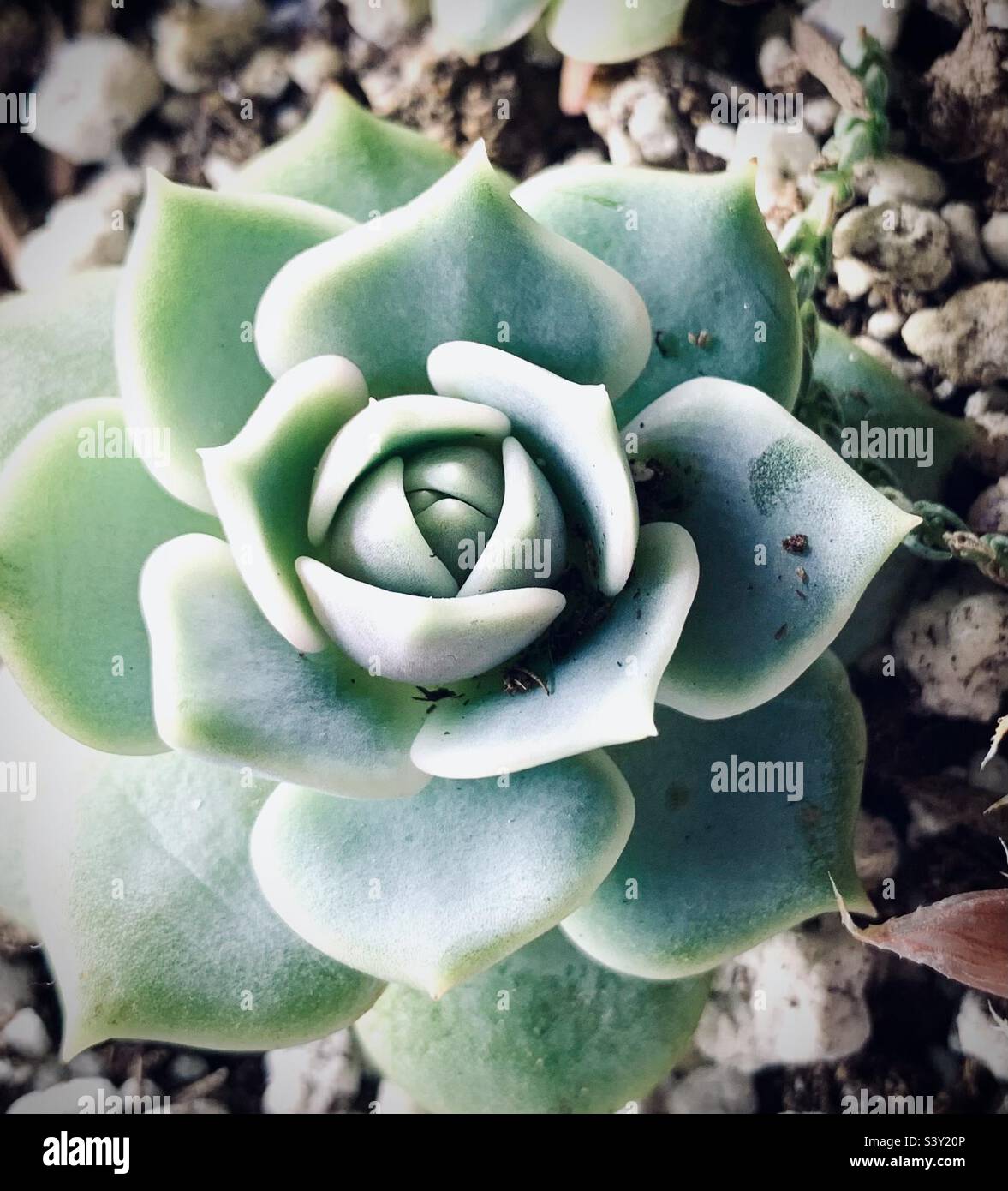 Lola in hi-res stock photography and images - Alamy