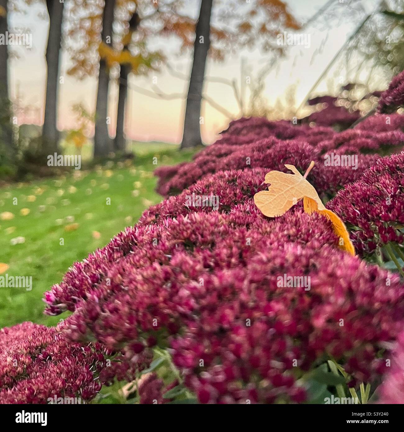 Sedum bed hi-res stock photography and images - Alamy
