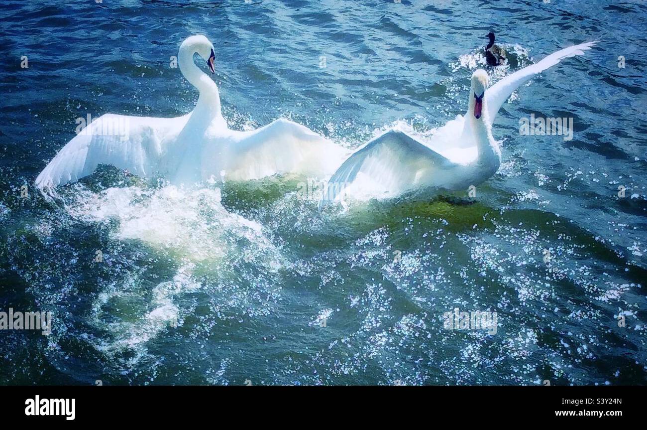 Swan fighting hi-res stock photography and images - Alamy