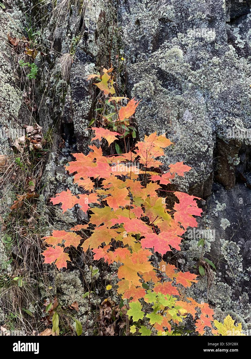 Red leaves and rocks hi-res stock photography and images - Alamy