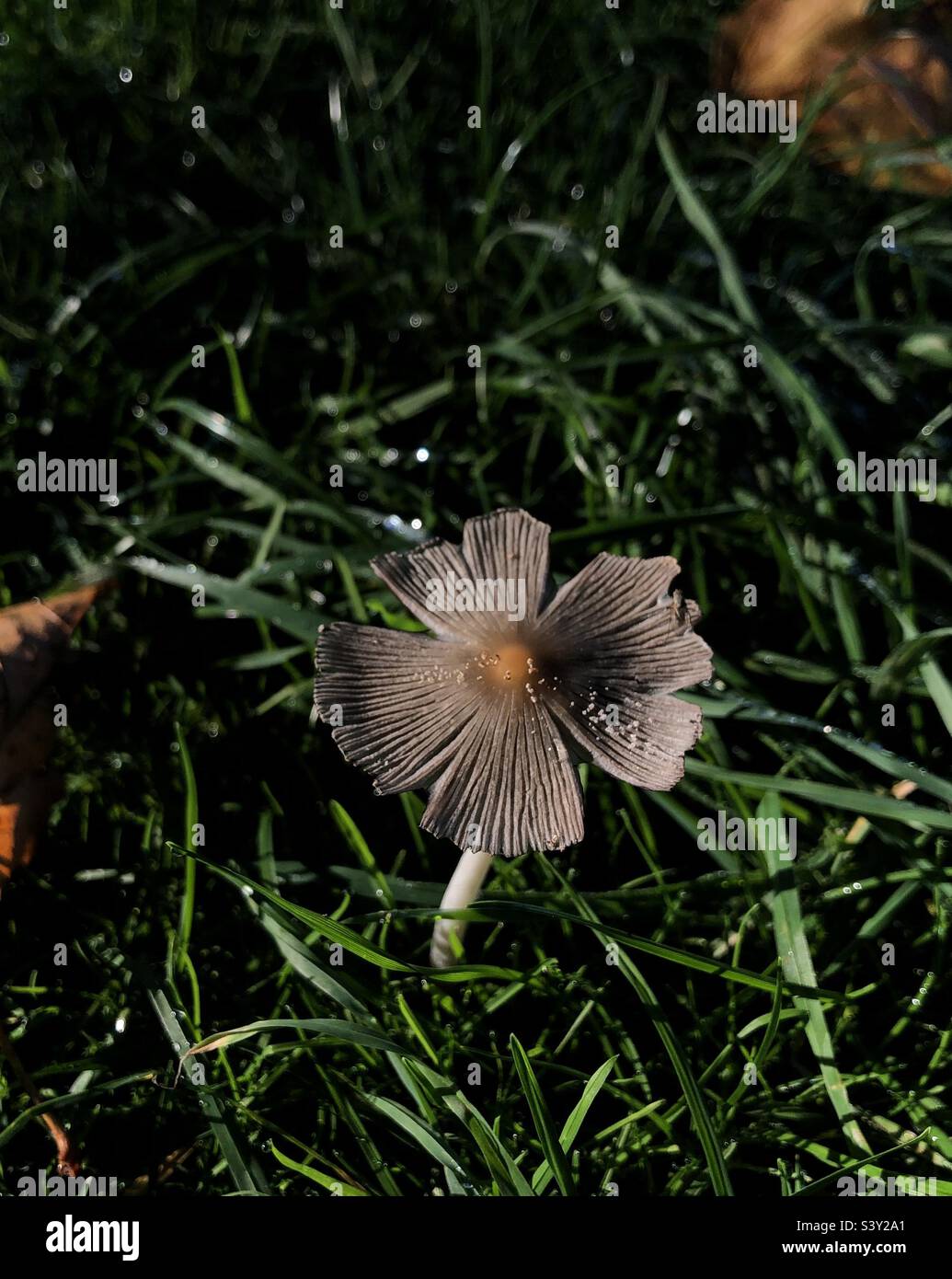 Wild mushroom in a park Stock Photo - Alamy