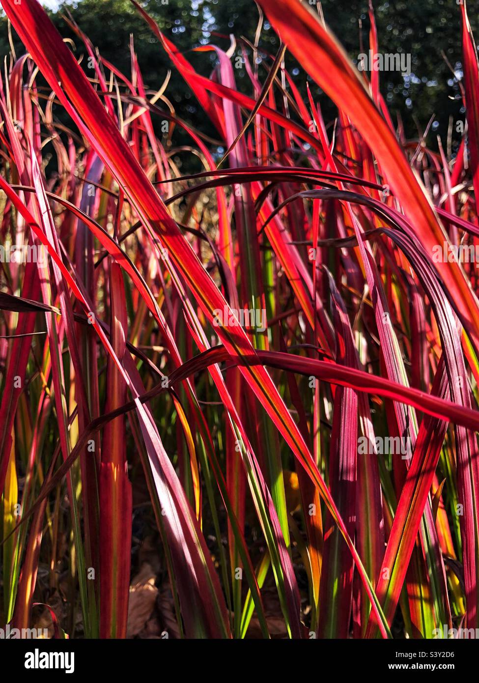Imperata cylindrica hi-res stock photography and images - Alamy