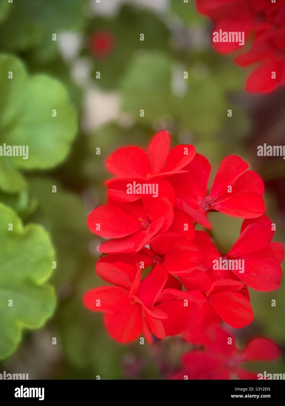 Reds pelargonium hi-res stock photography and images - Alamy