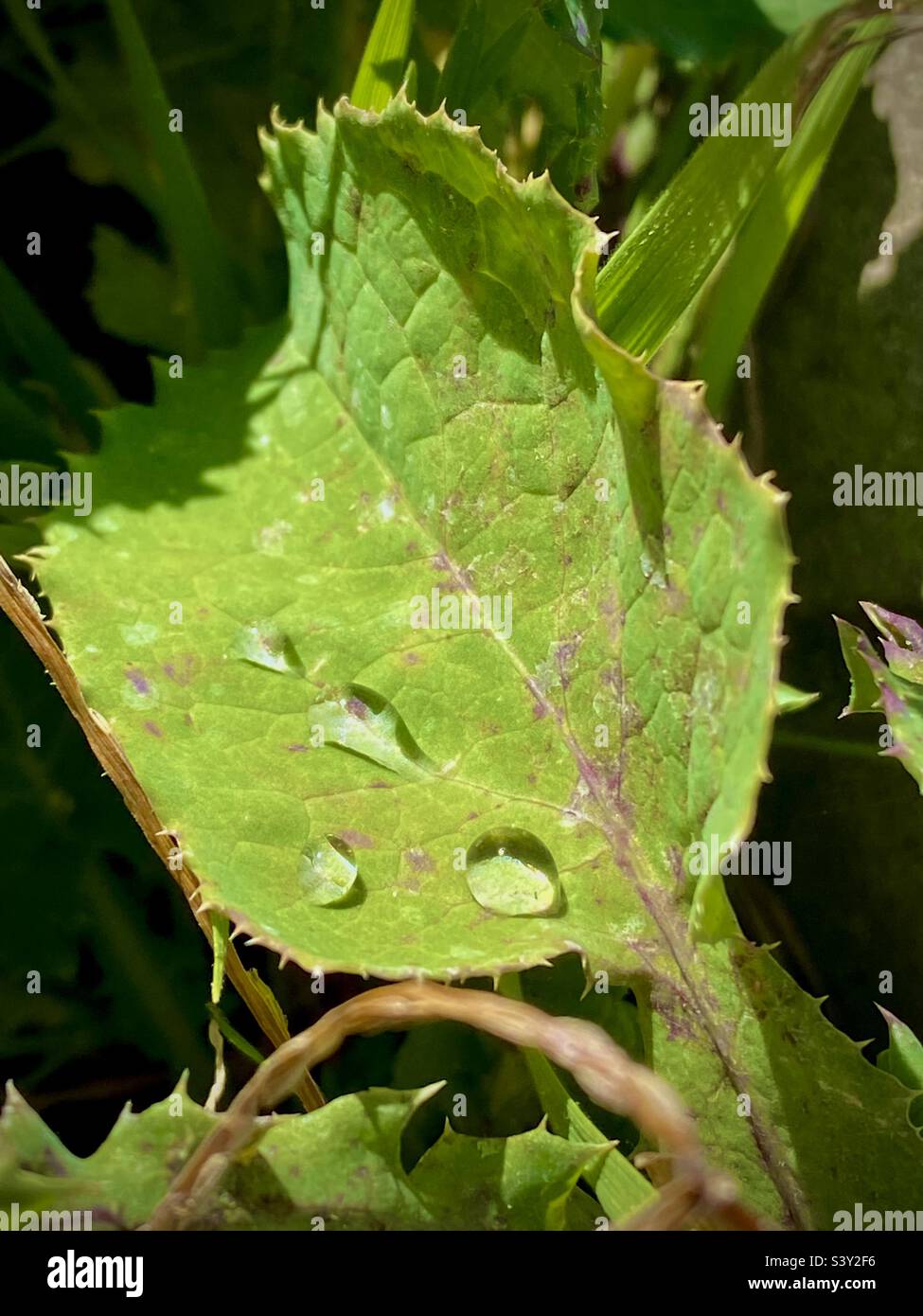 Dew Drops on Gorgeous Garden Weed Stock Photo - Alamy