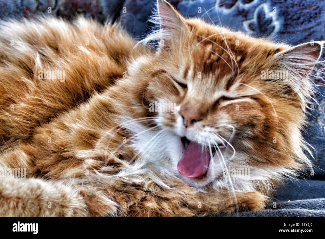 Yawning cat hi-res stock photography and images - Alamy