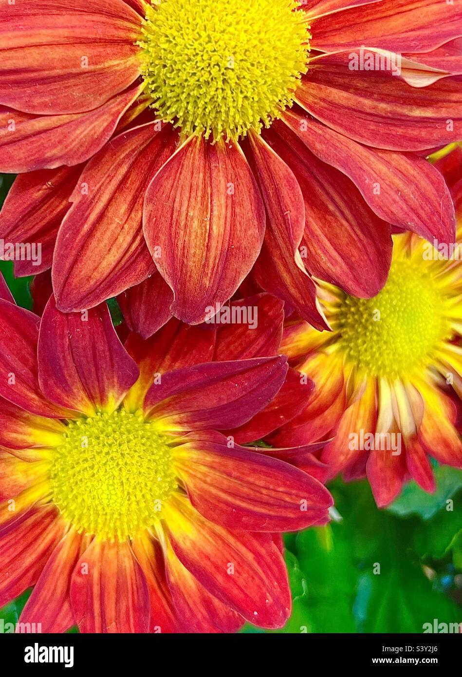 Yellow centers orange hi-res stock photography and images - Alamy