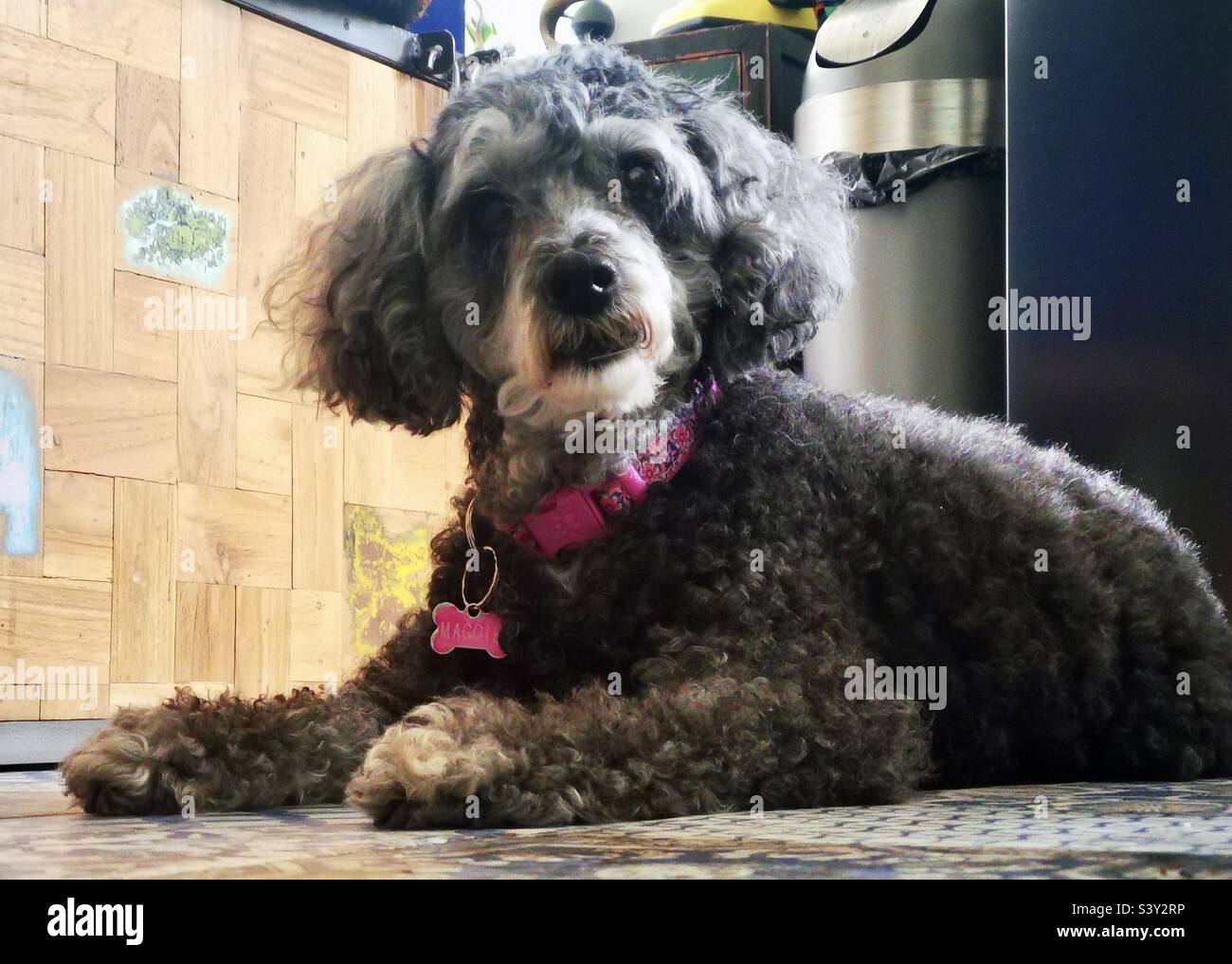 A beautiful poodle dog Stock Photo - Alamy