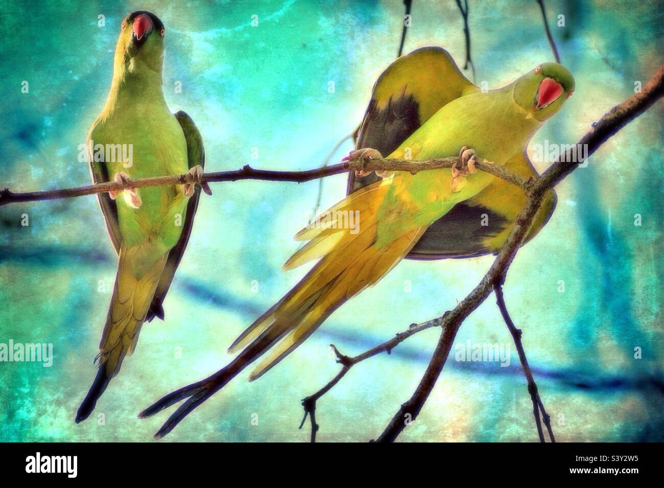 Parakeets hi-res stock photography and images - Alamy