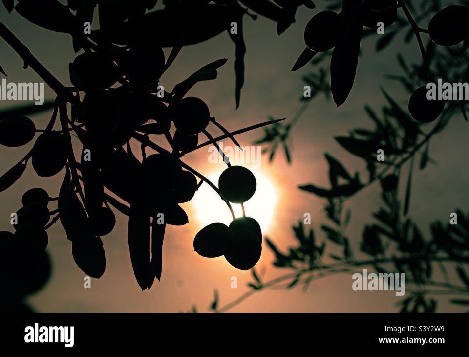 Olive tree silhouette hi-res stock photography and images - Alamy