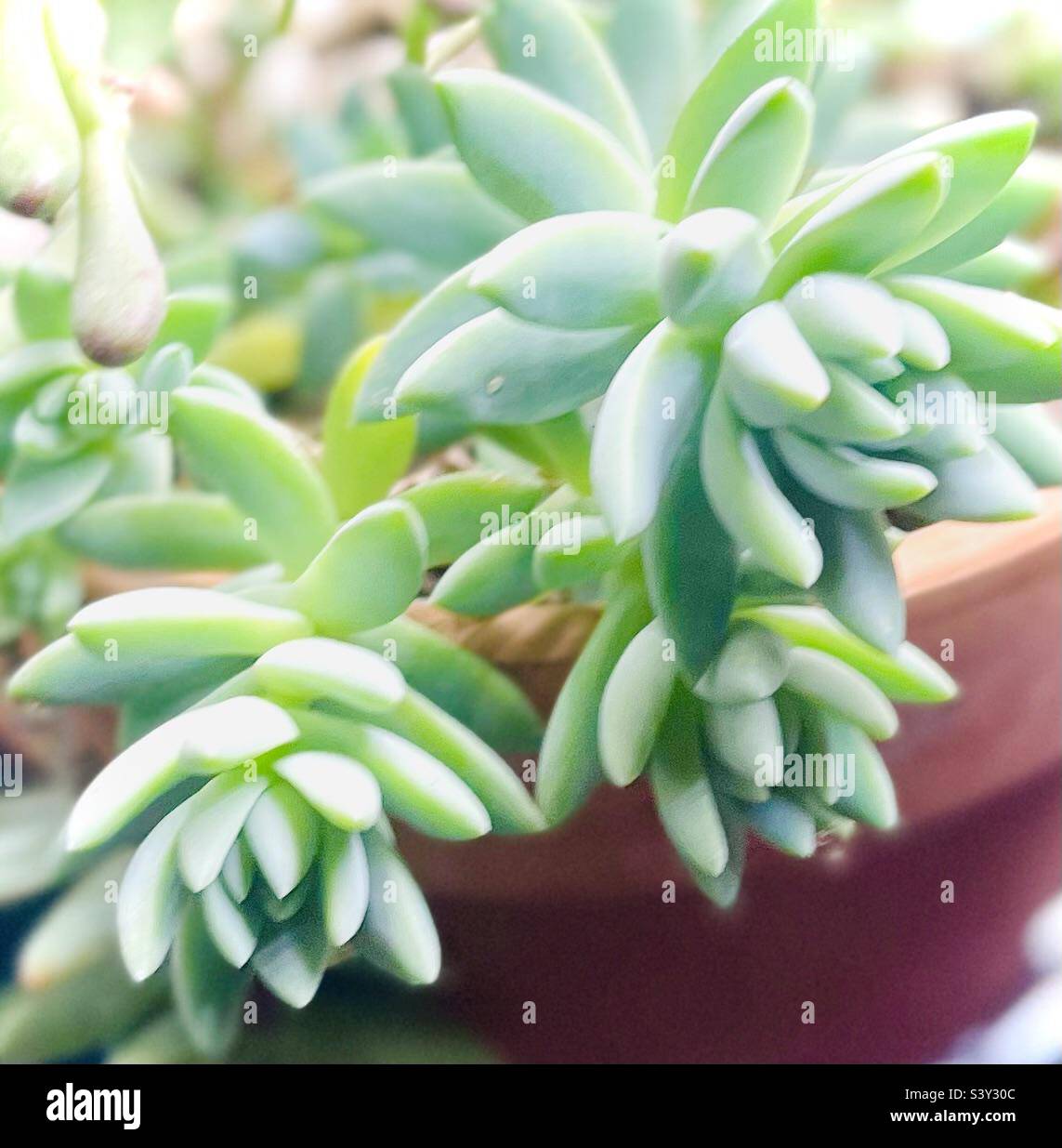 Trailing succulent hi-res stock photography and images - Alamy