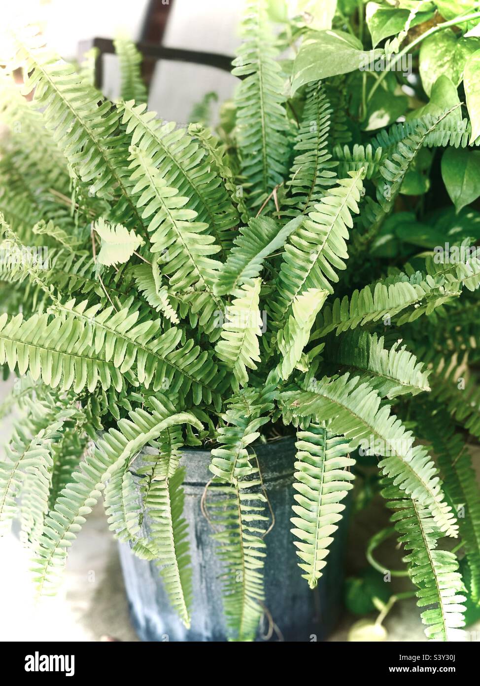 Queen victoria plant hi-res stock photography and images - Alamy