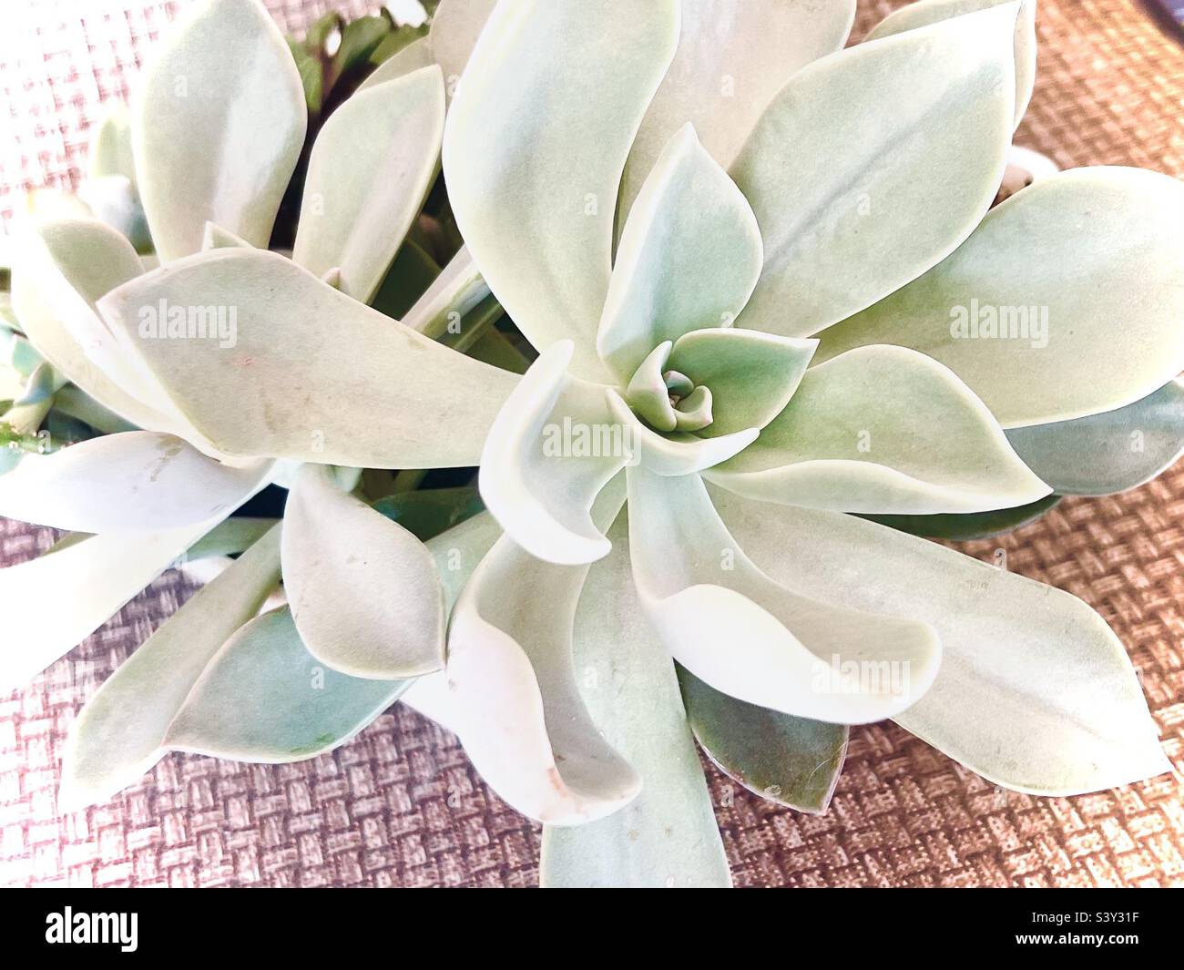 White ghost succulent hi-res stock photography and images - Alamy