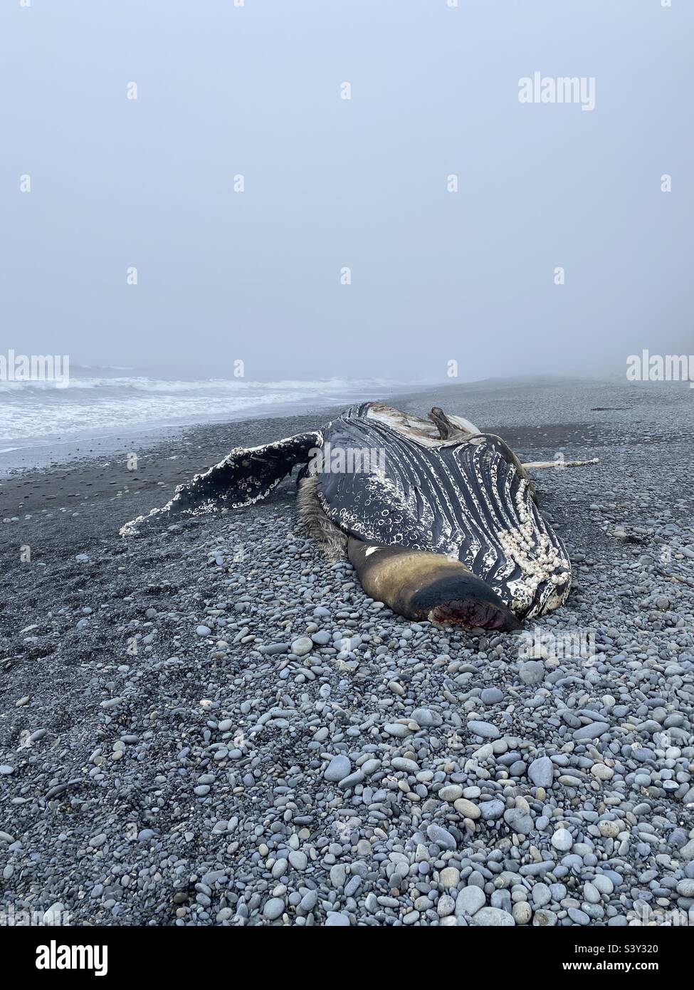 Beached humpback whale hi-res stock photography and images - Alamy