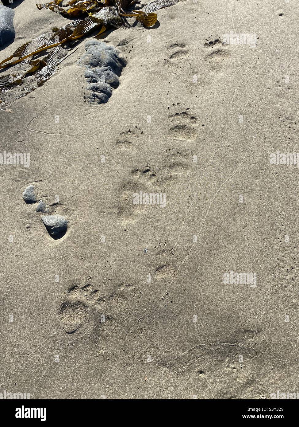 Black bear prints hi-res stock photography and images - Alamy