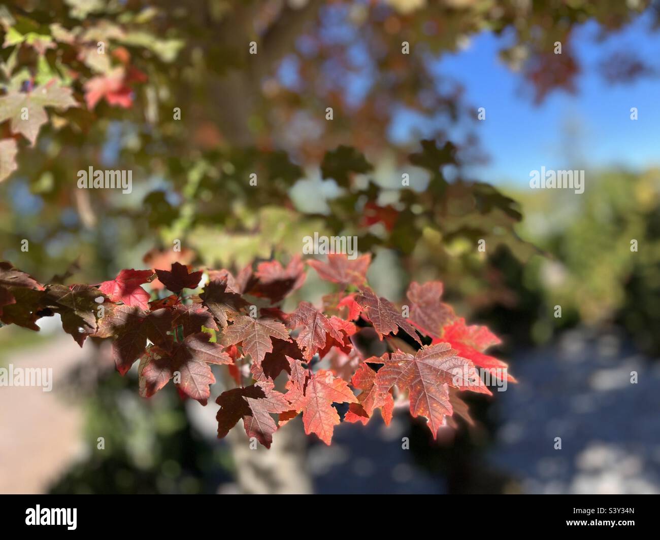 Red maple tree leaves Stock Photo - Alamy