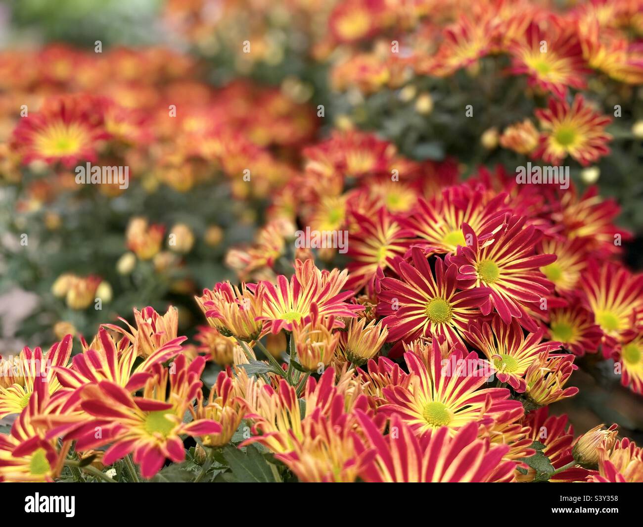 Red and yellow mum flowers Stock Photo - Alamy