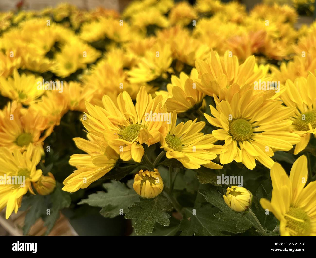 Yellow mum flowers in October Stock Photo - Alamy