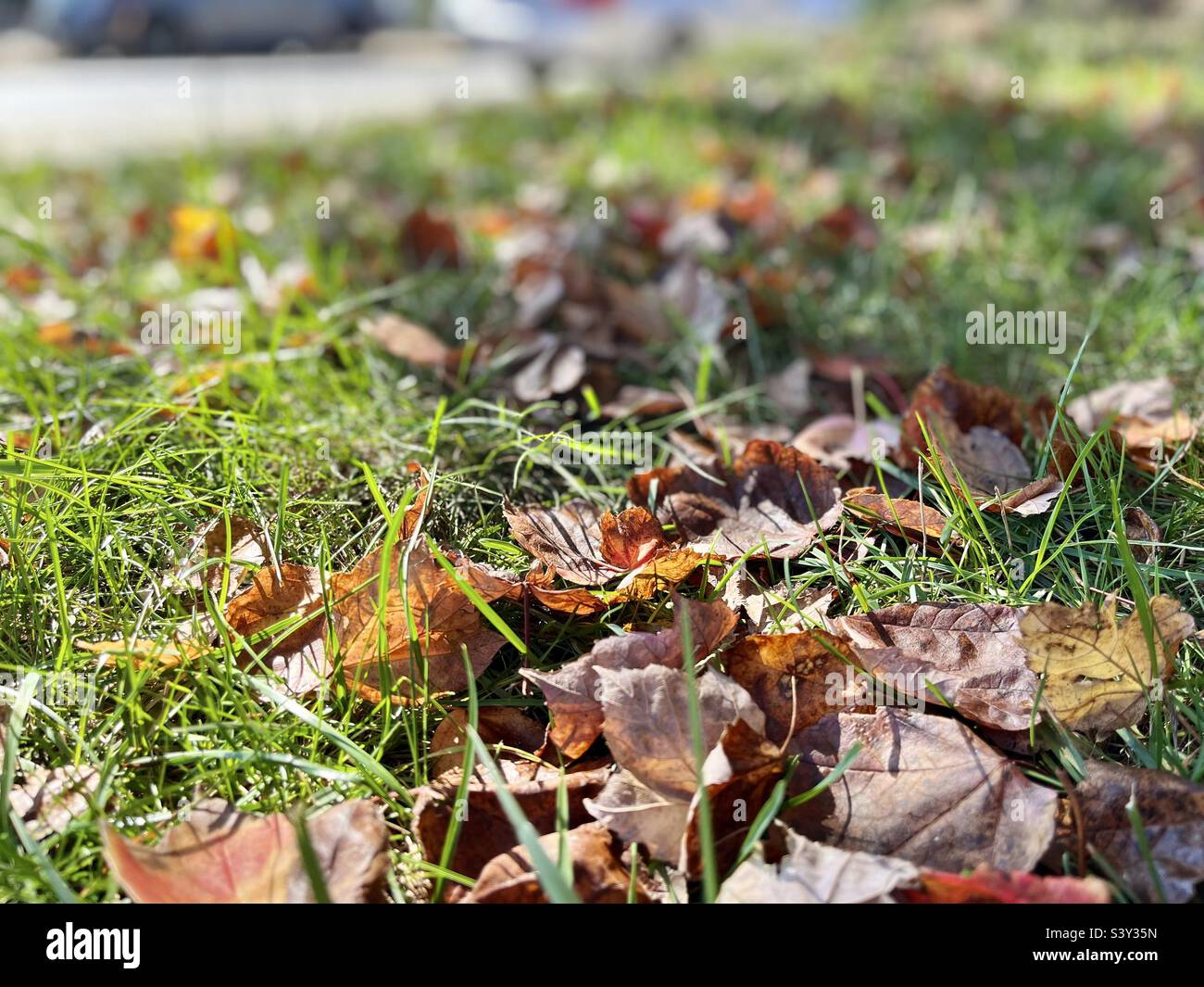 Grasses fall hi-res stock photography and images - Alamy