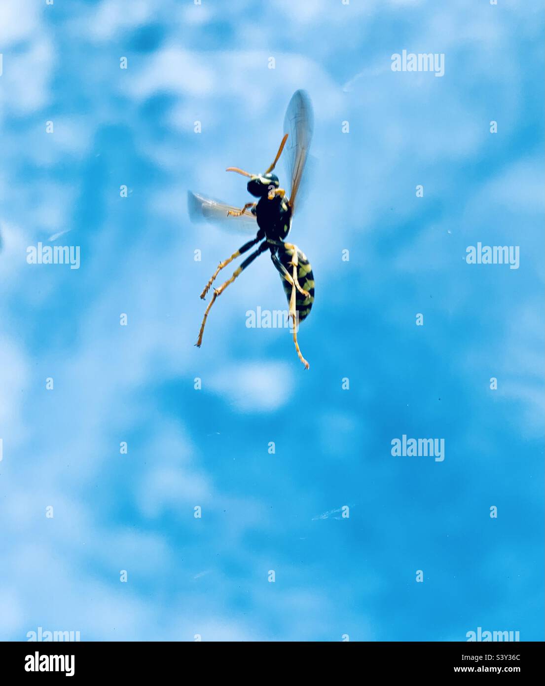 Flying wasp hi-res stock photography and images - Alamy