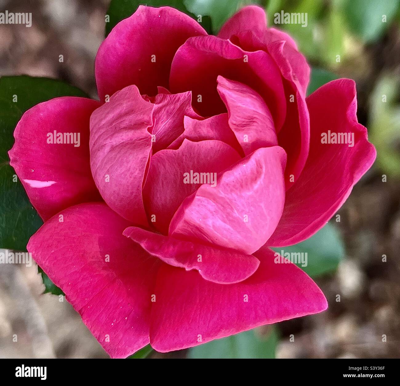Petals roses dark petals hi-res stock photography and images - Alamy