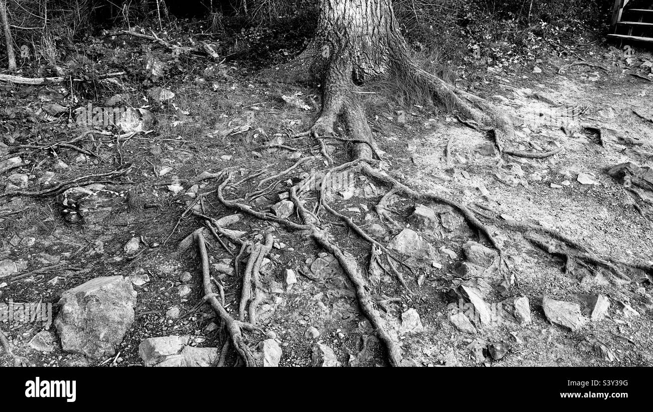 Walking roots hi-res stock photography and images - Alamy