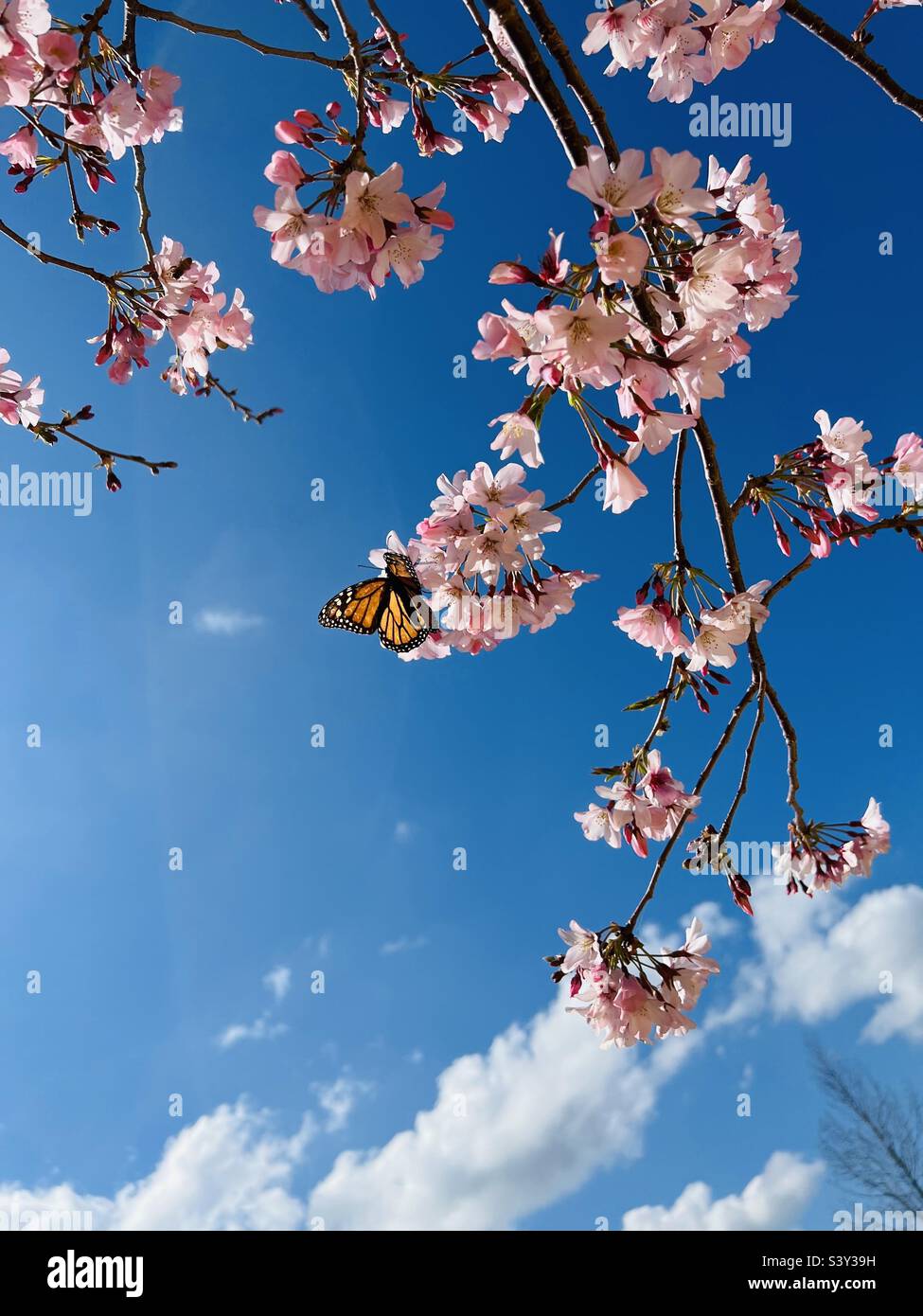 Japanese cherry blossom tree hi-res stock photography and images - Alamy