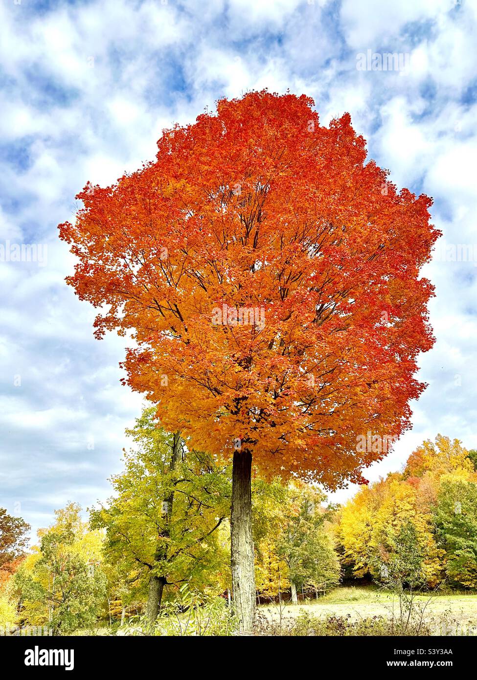 Flaming orange leaves hi-res stock photography and images - Alamy