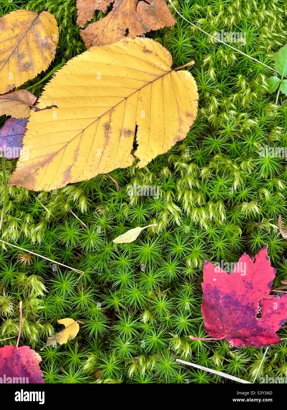 Moss fall leaf hi-res stock photography and images - Alamy