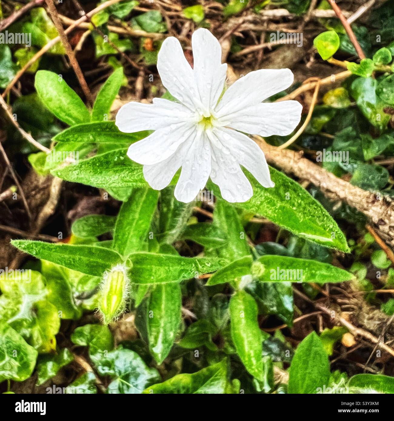Wildflower: White campion Stock Photo - Alamy