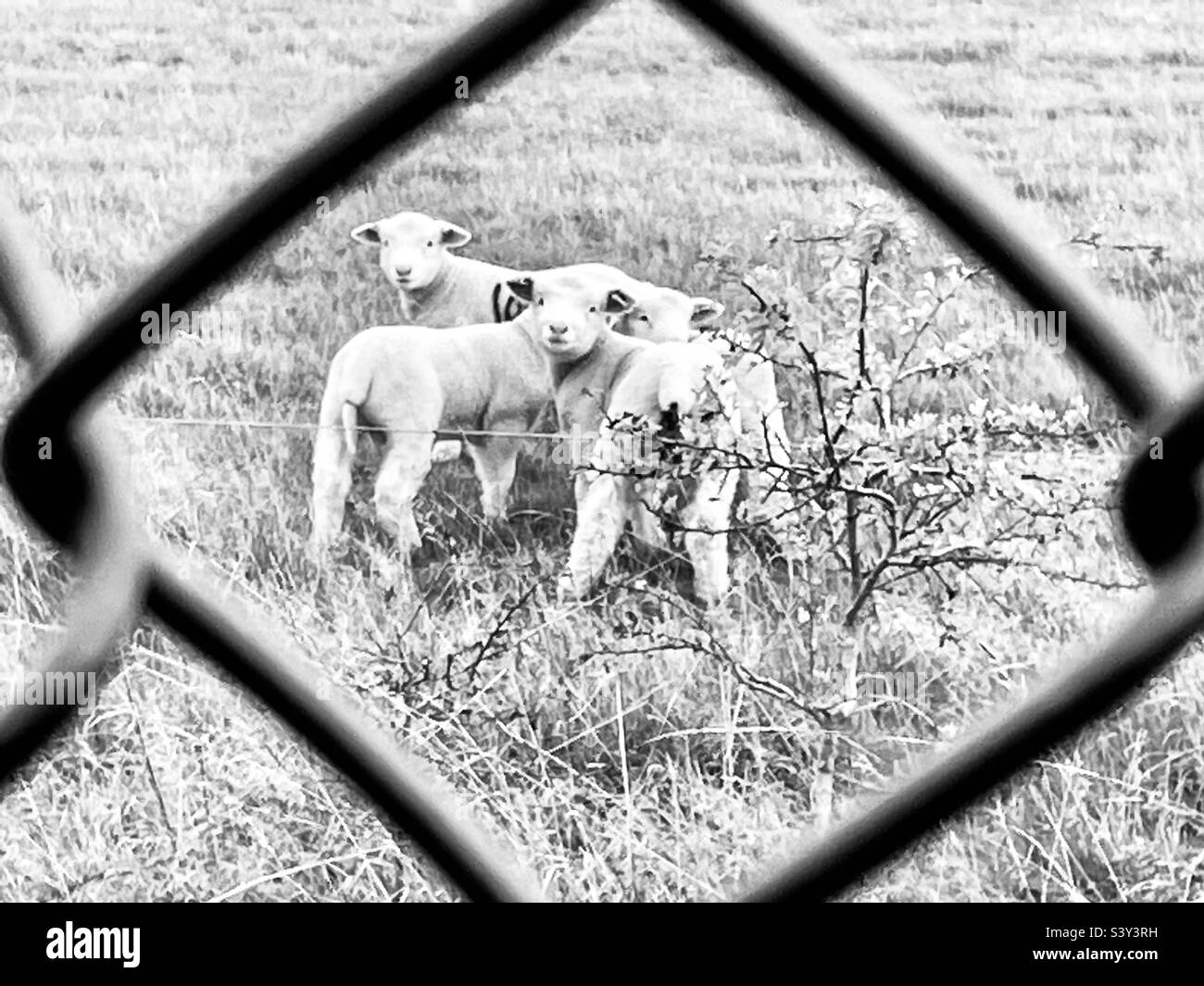Lamb image Black and White Stock Photos & Images - Alamy