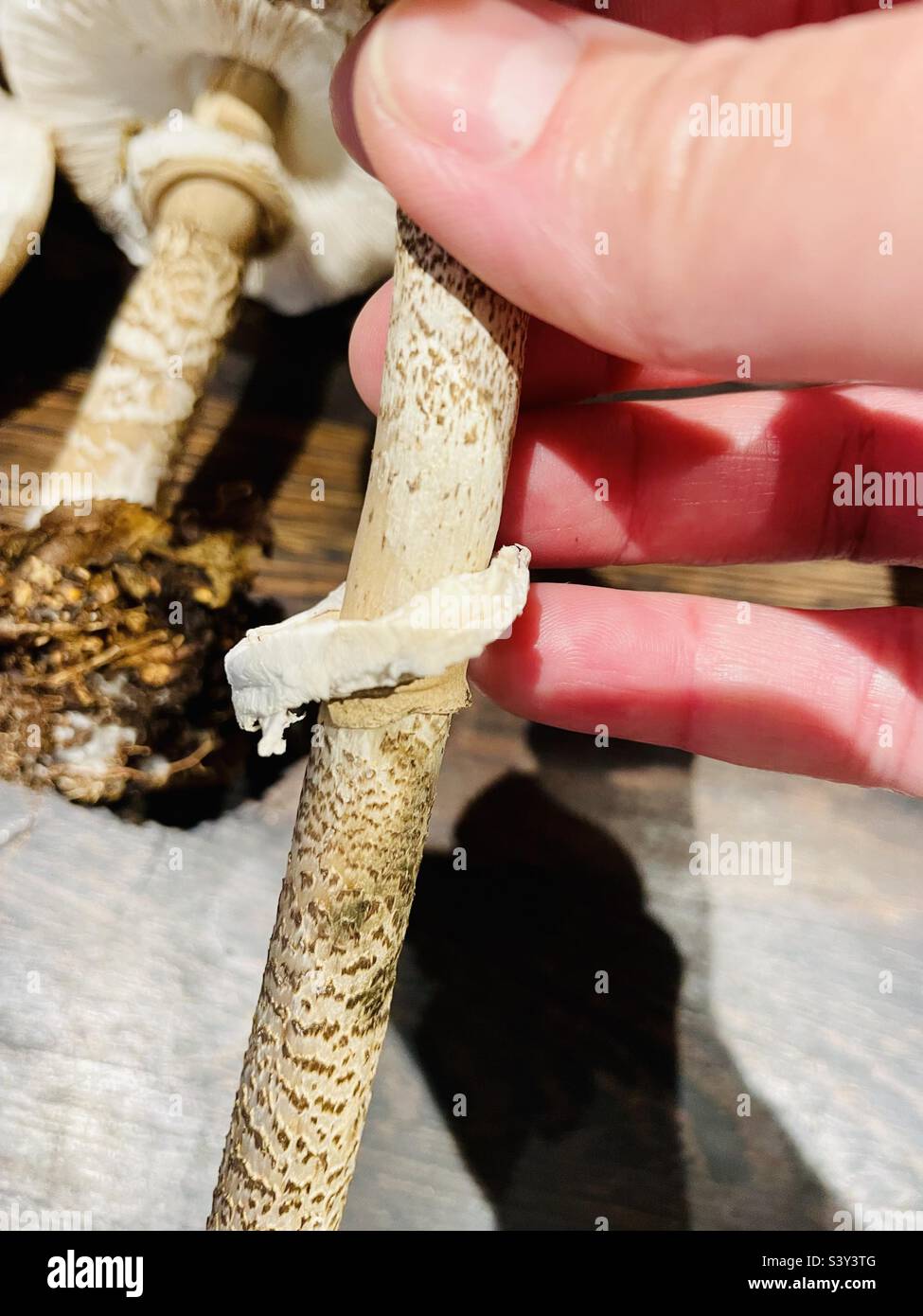 Identification identifying identify hi-res stock photography and images ...