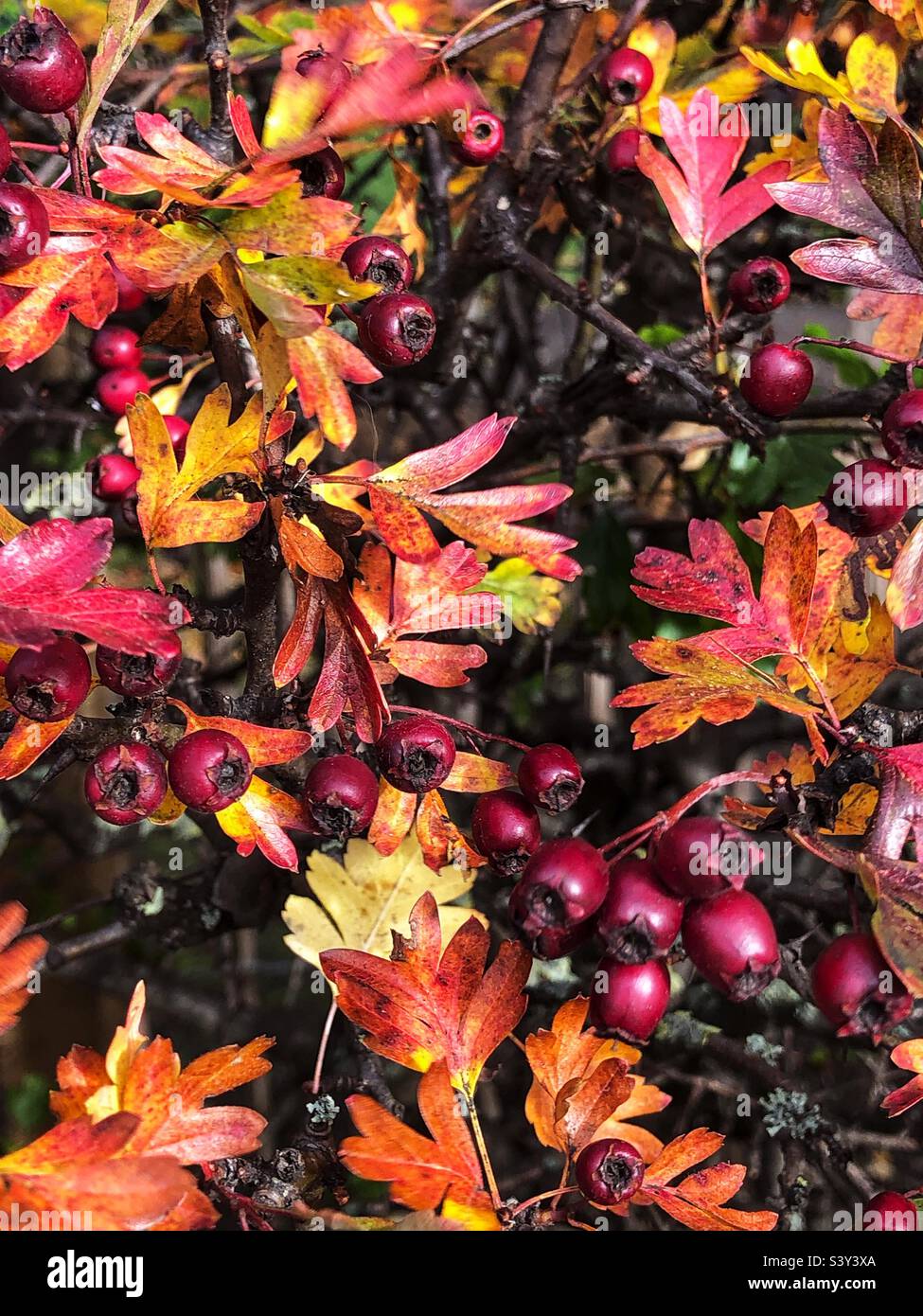 Hawthorn hedgerow Hawthorn hedge with autumn leaves and ripening ...