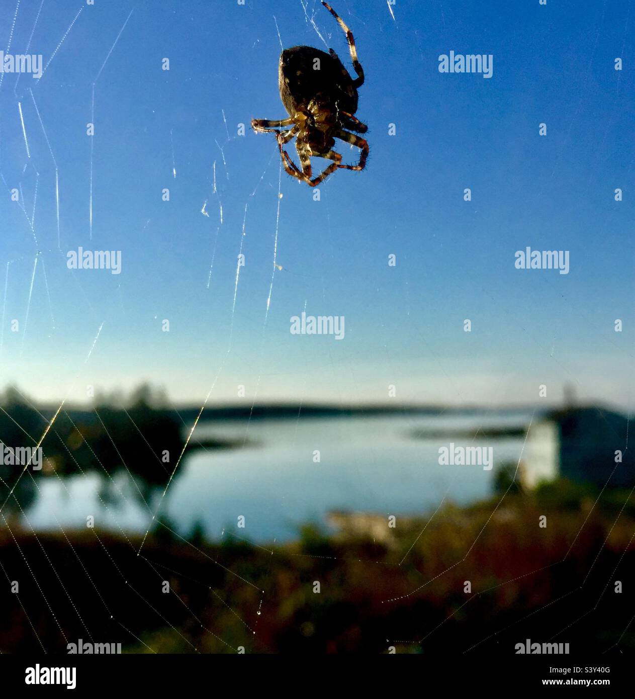 A spider looms large, weaving a web overlooking the sea, in a cove of ...