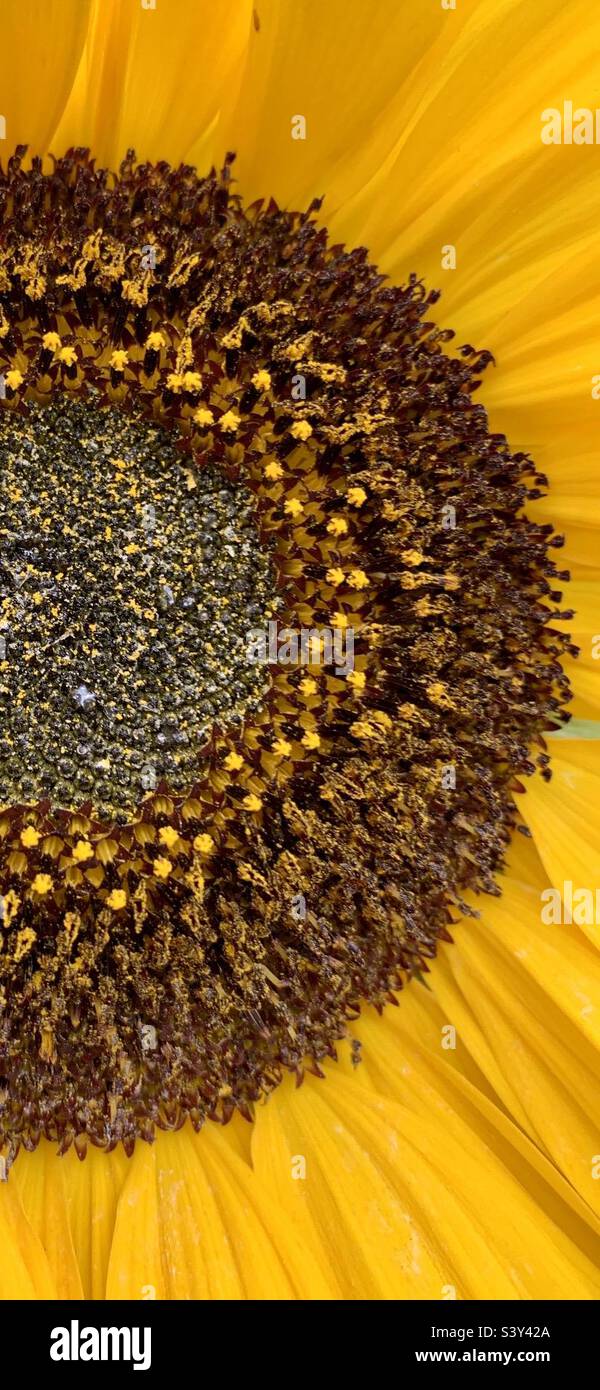 Half sunflower hi-res stock photography and images - Alamy