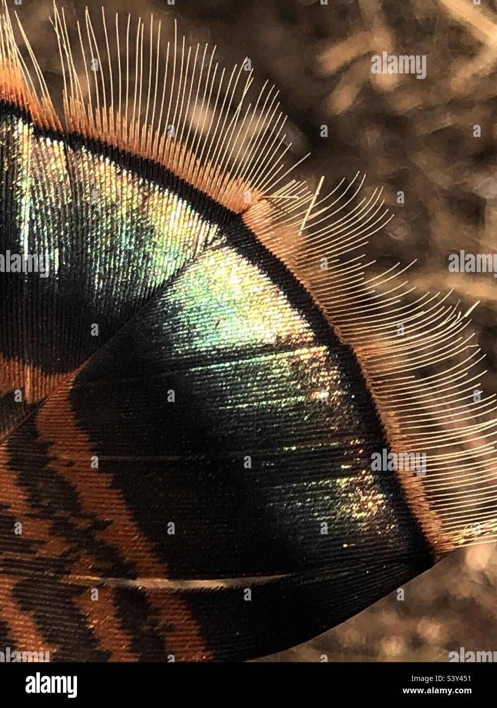 Feather in detail hi-res stock photography and images - Alamy