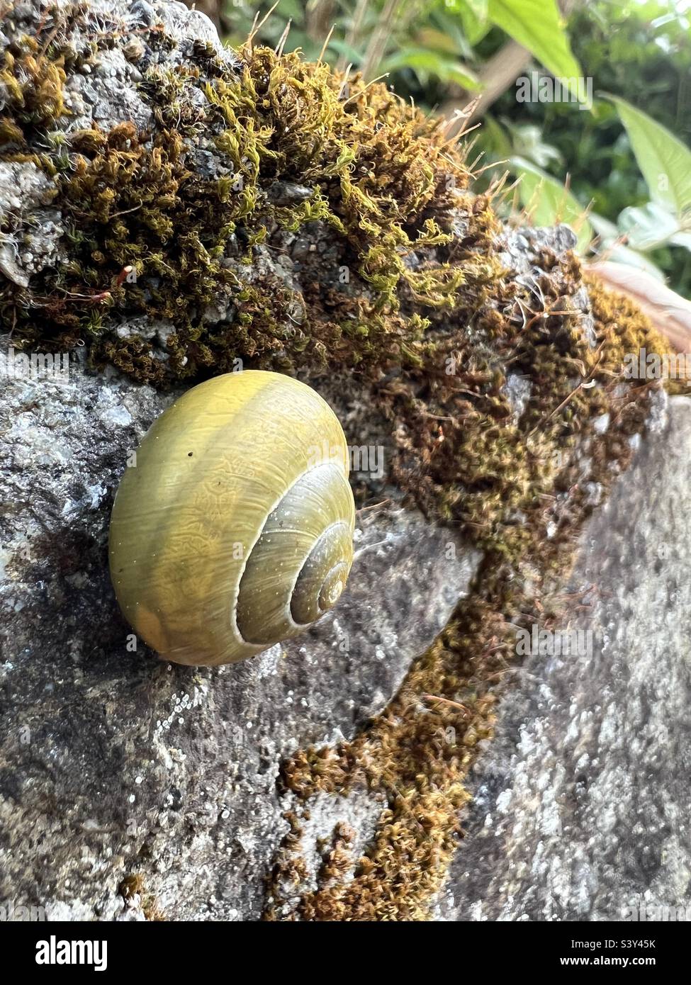 Green snail hi-res stock photography and images - Alamy