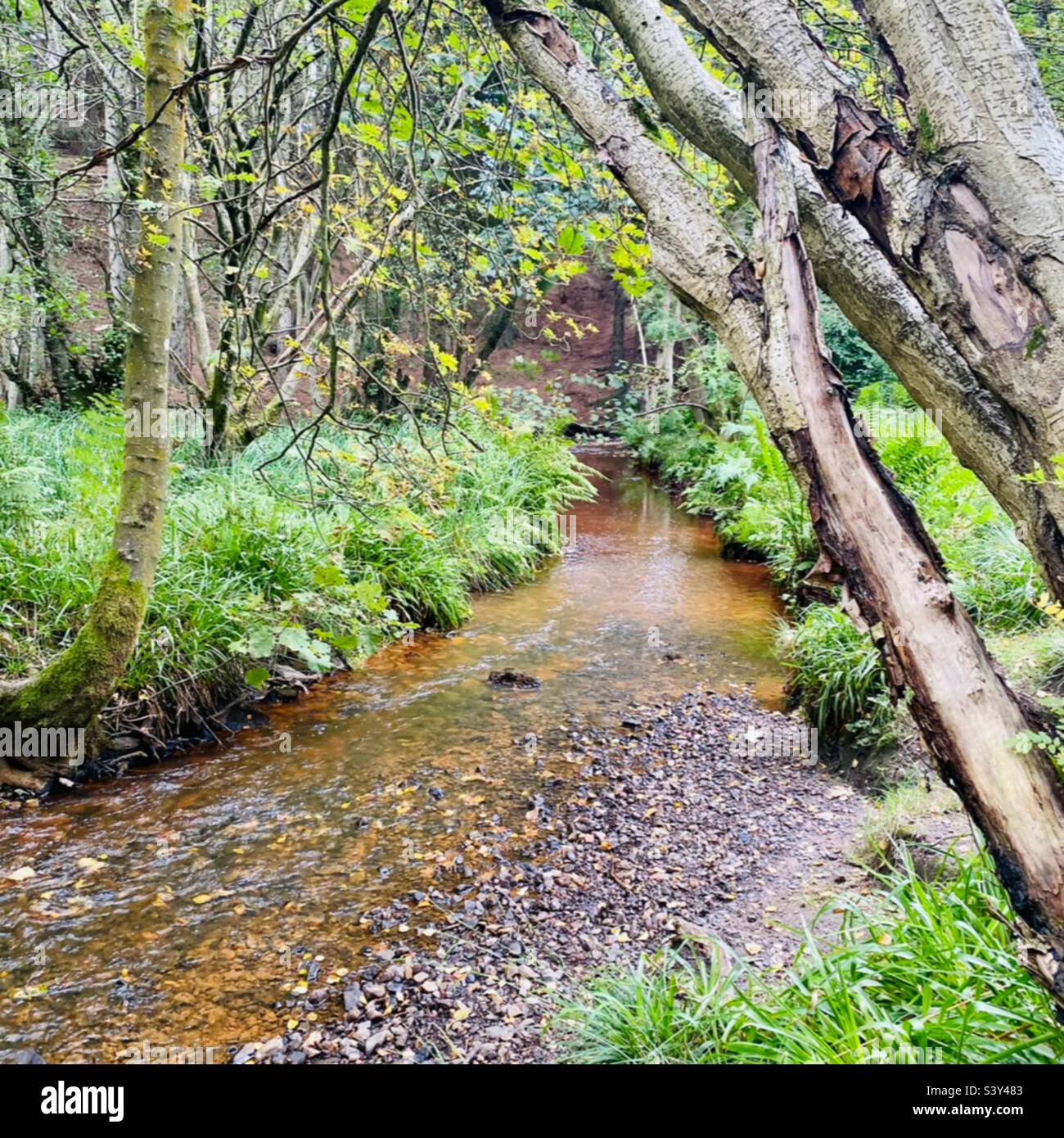 Stunning woodland walk on an Autumn day Stock Photo - Alamy