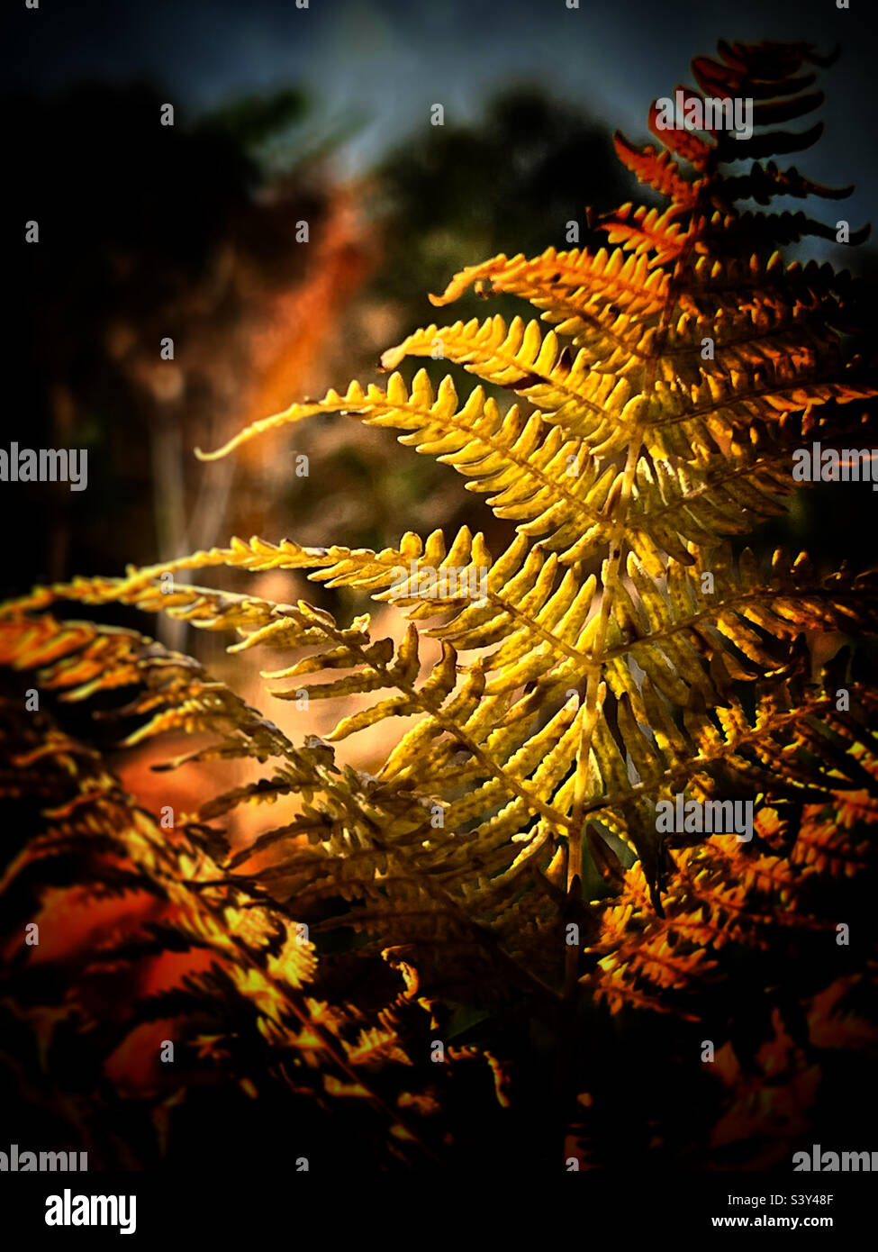 Yellow orange fern leaves hi-res stock photography and images - Alamy