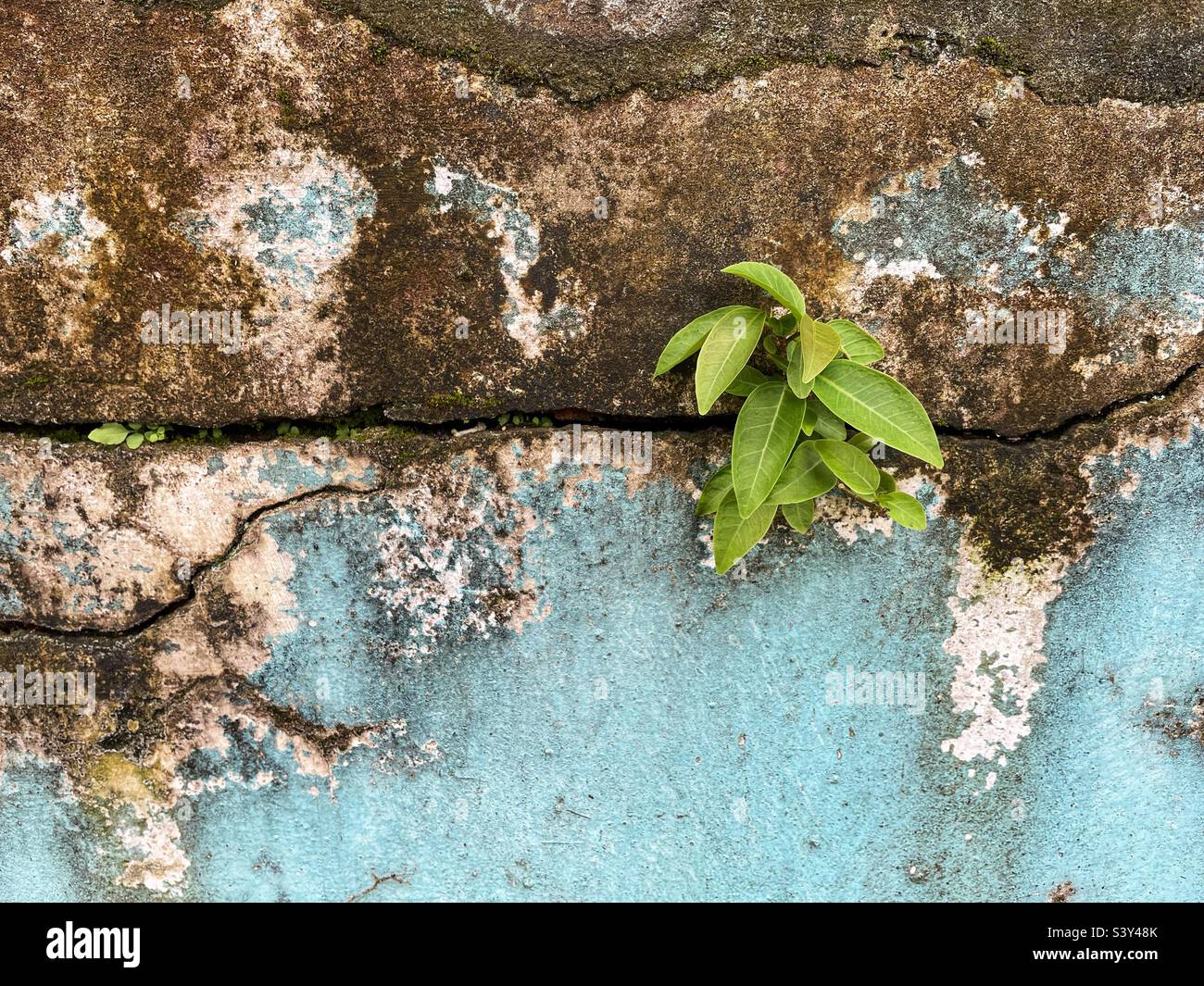 Growing crack hi-res stock photography and images - Alamy