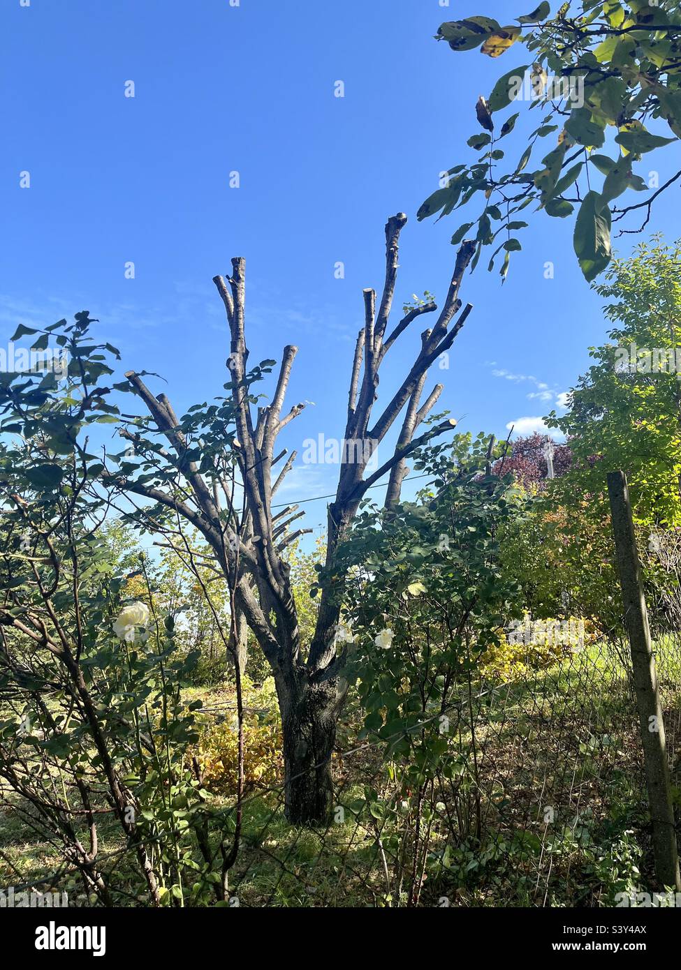 Cuted tree hi-res stock photography and images - Alamy