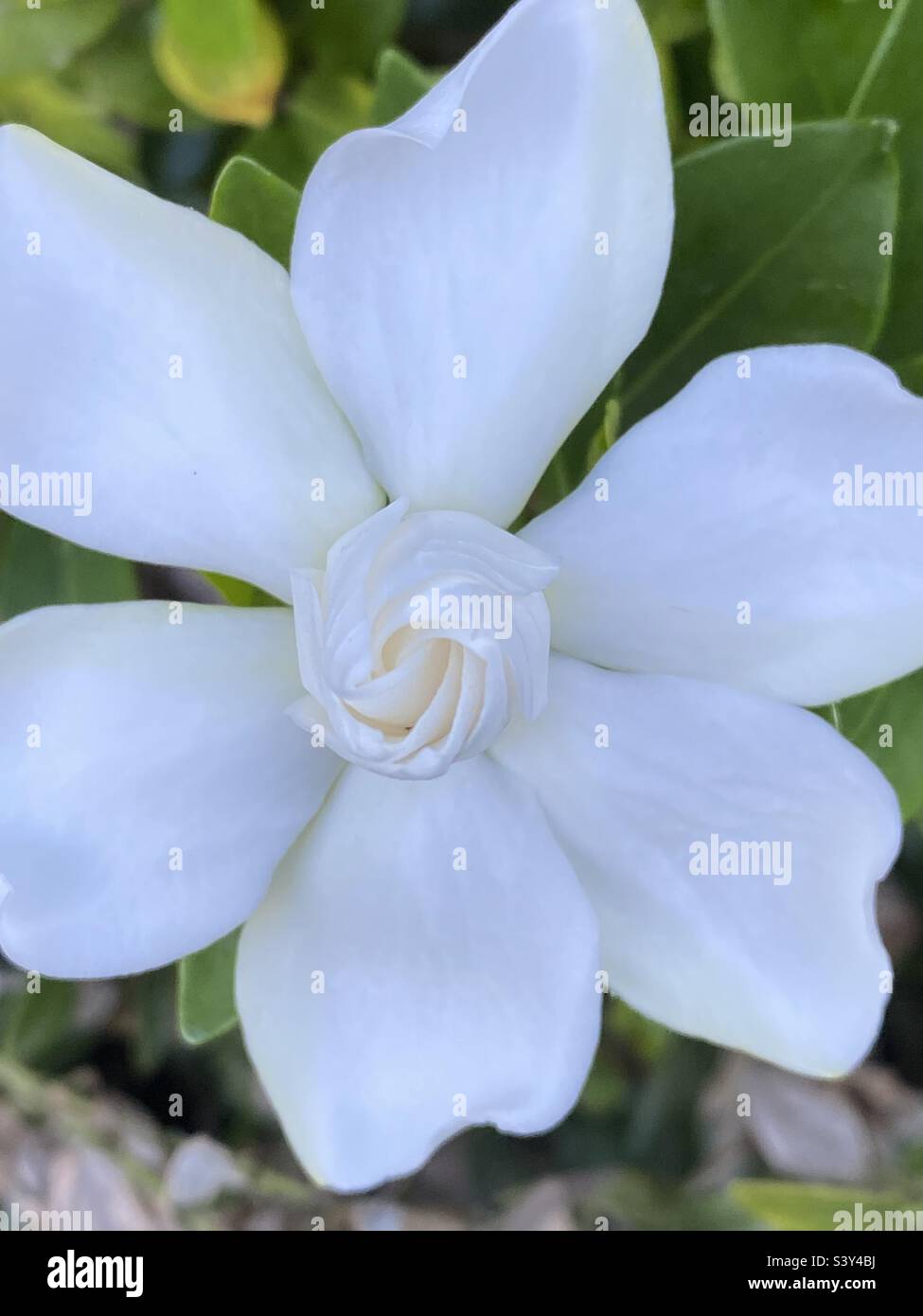 Gardenia flower bud hi-res stock photography and images - Alamy