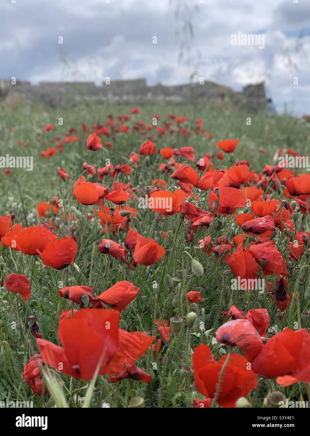 Poppies turkey hi-res stock photography and images - Alamy