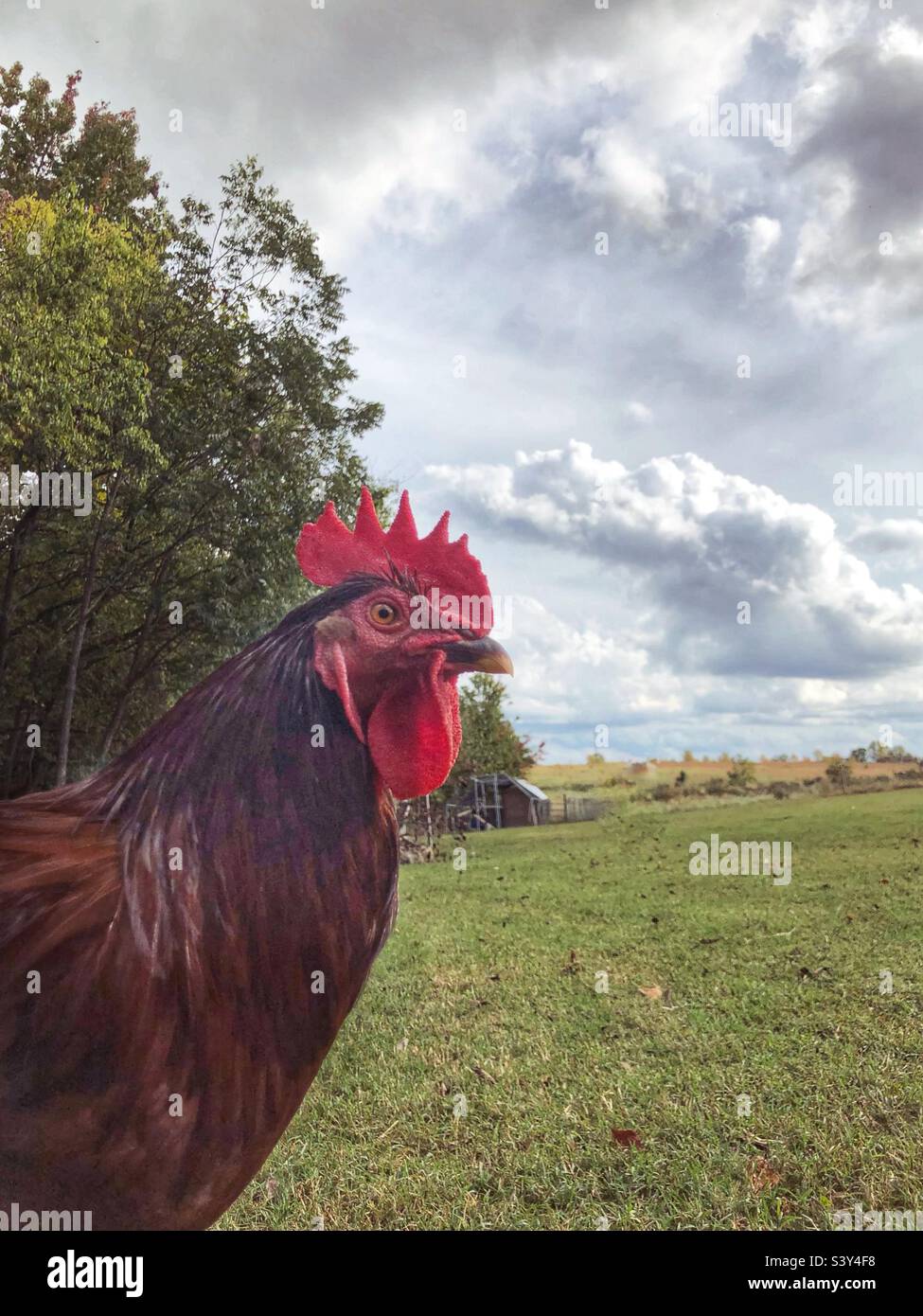 Red rooster looking toward camera in a field at the farm Stock Photo ...