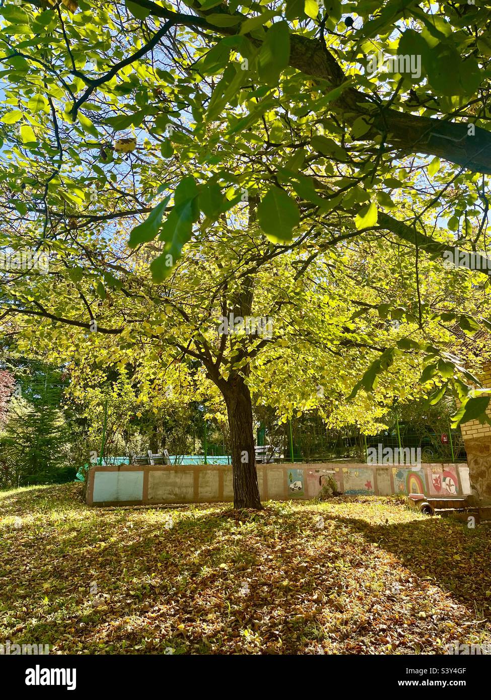 Tree in nature hi-res stock photography and images - Alamy