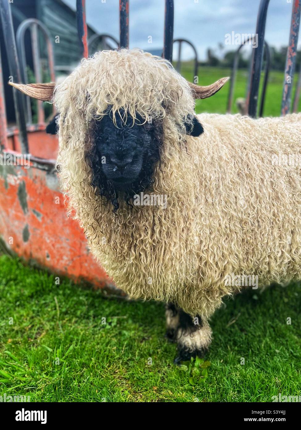 Happy sheep hi-res stock photography and images - Alamy