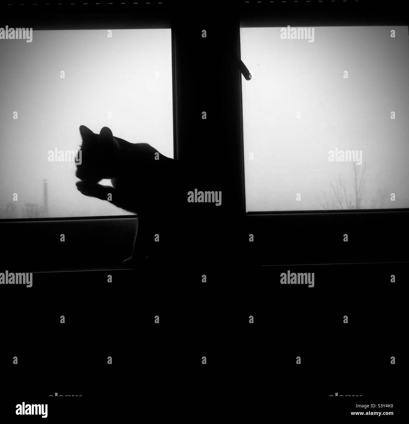cat on the window Stock Photo - Alamy