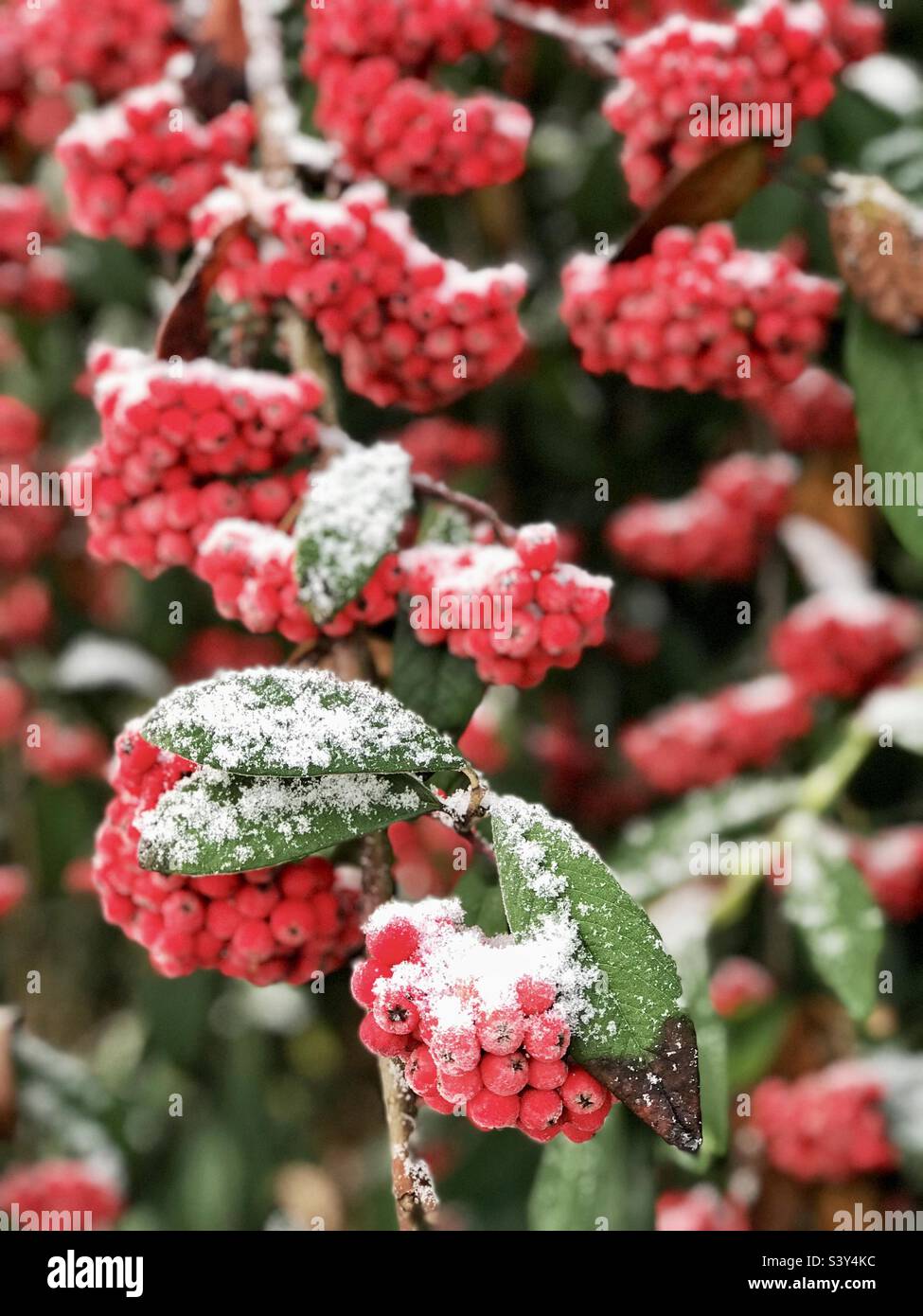 Frozen berries hi-res stock photography and images - Alamy